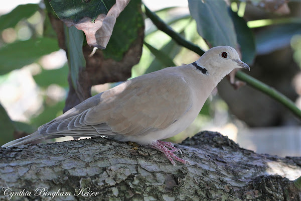 Eurasian Collared-Dove | Project Noah