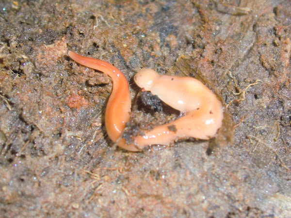 Australian land flatworm (Platyhelminthes) | Project Noah