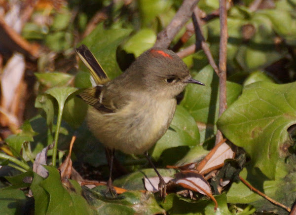 Ruby-crowned Kinglet | Project Noah