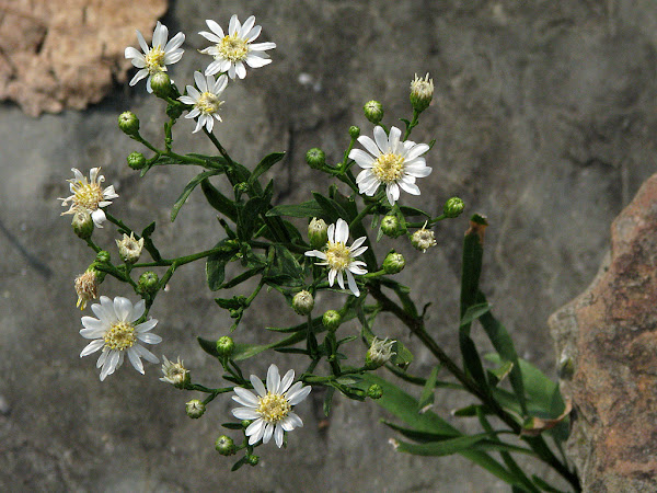 Narrow-leaved Aster | Project Noah