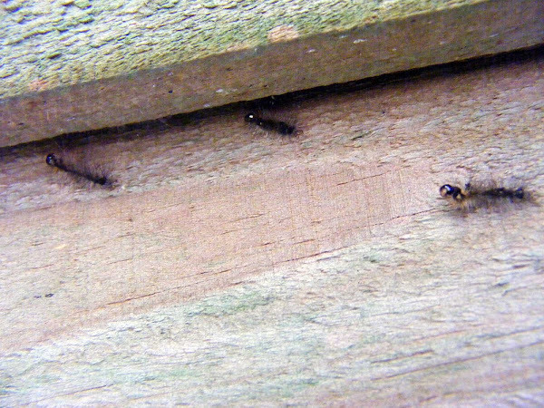 White Cedar Moth Caterpillar | Project Noah