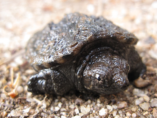 Common Snapping Turtle | Project Noah