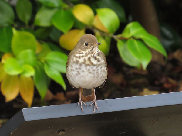 Hermit Thrush | Project Noah