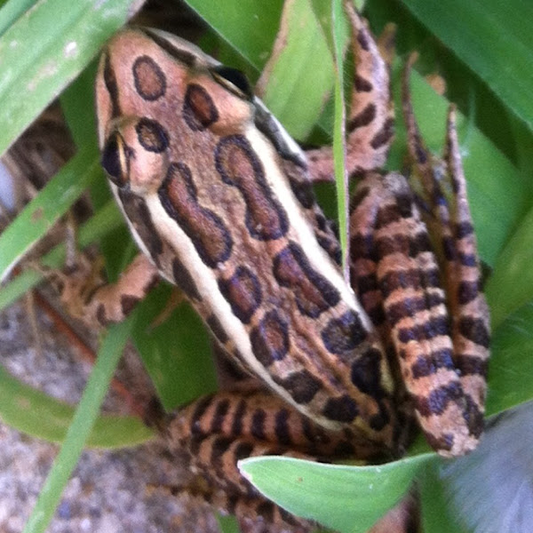 Leopard frog | Project Noah