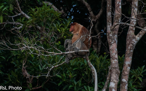 Proboscis Monkeys | Project Noah