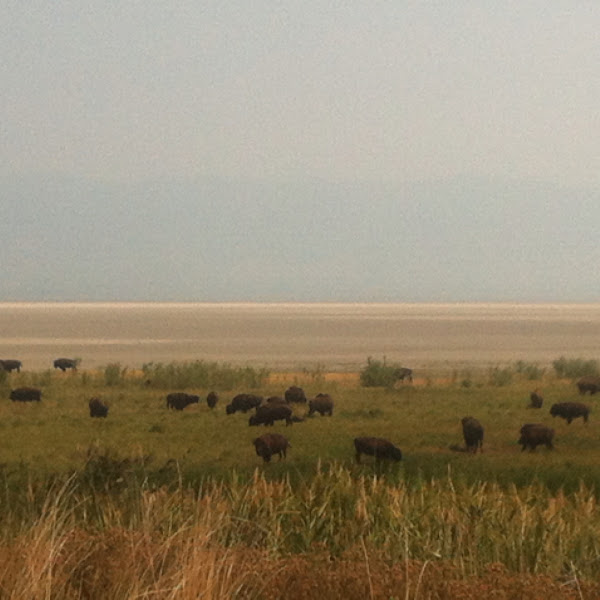 American Bison | Project Noah
