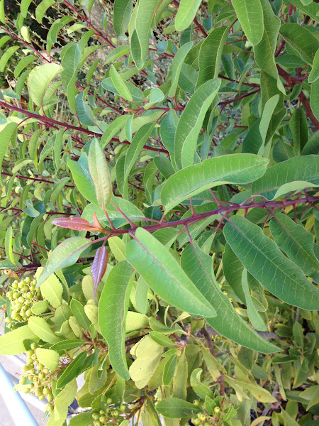 Laurel Sumac | Project Noah