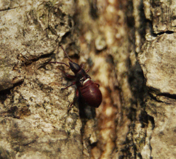 Ground Bug | Project Noah