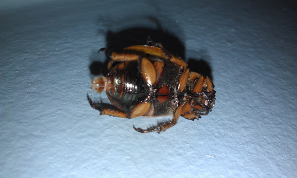 Grapevine beetle | Project Noah