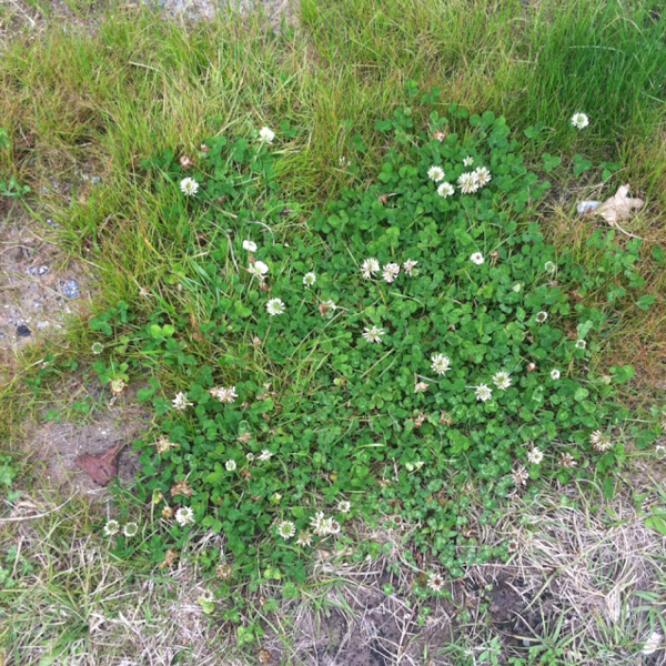 White clover | Project Noah