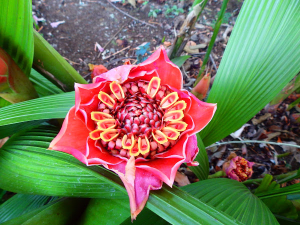 Torch Ginger | Project Noah