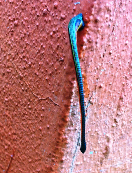 Tiger Leech | Project Noah