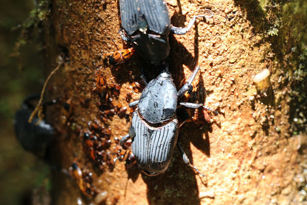 Giant Palm Weevil | Project Noah