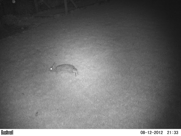 rabbit | Project Noah