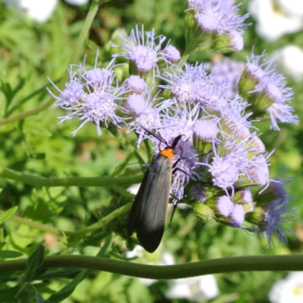 Yellow-collared Scape Moth | Project Noah