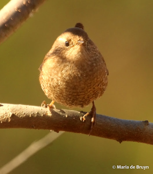 Winter wren | Project Noah