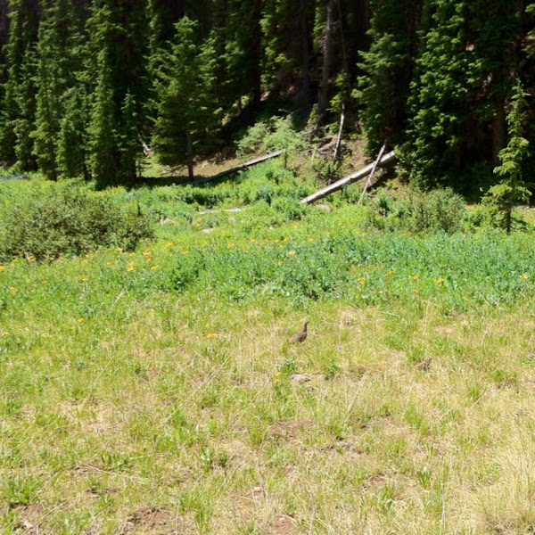 Dusky grouse | Project Noah