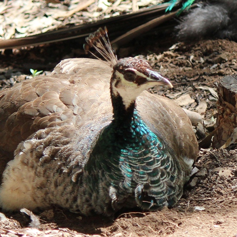 Indian Peafowl | Project Noah