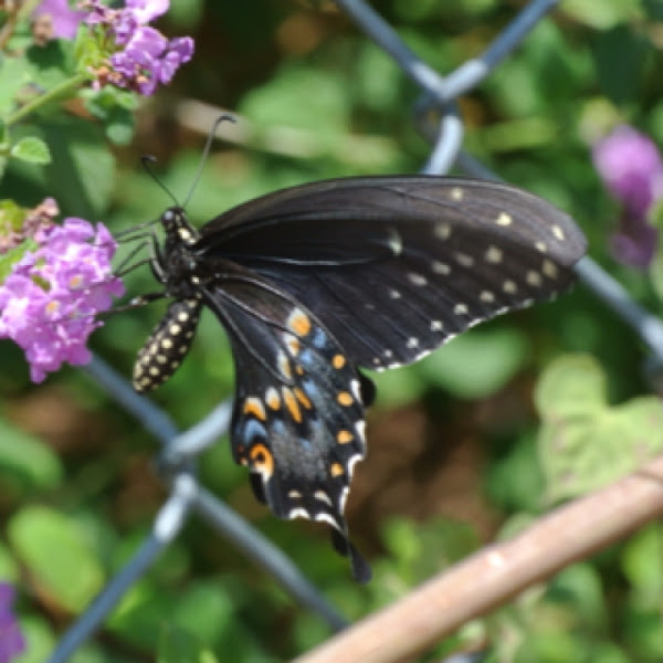 Black Swallowtail female | Project Noah