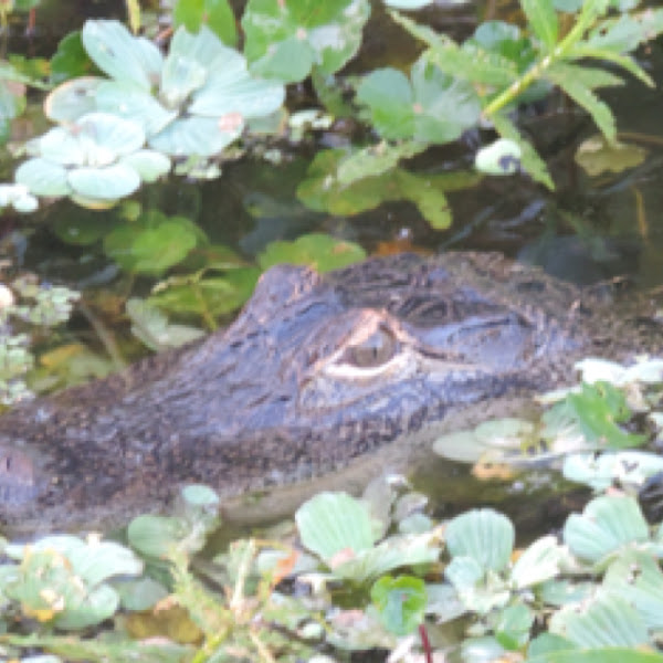 American Alligator | Project Noah