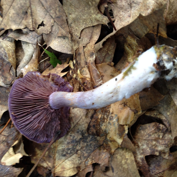 Lilac cort | Project Noah