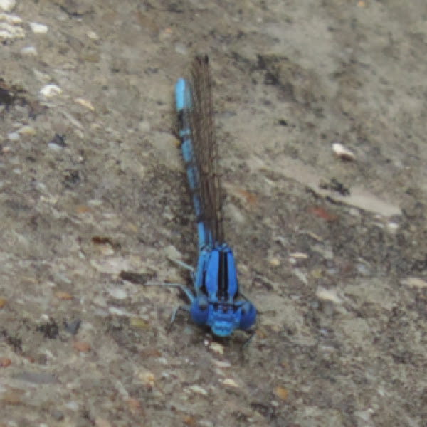 Aztec Dancer | Project Noah