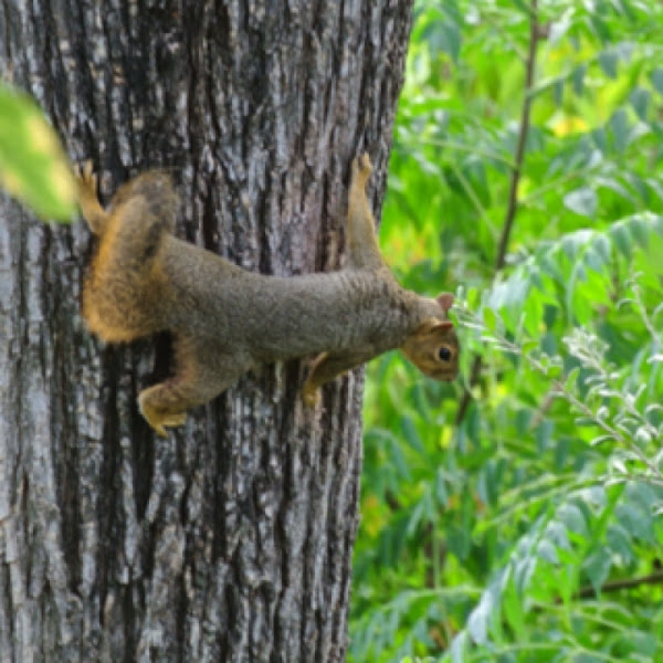 Fox Squirrel | Project Noah