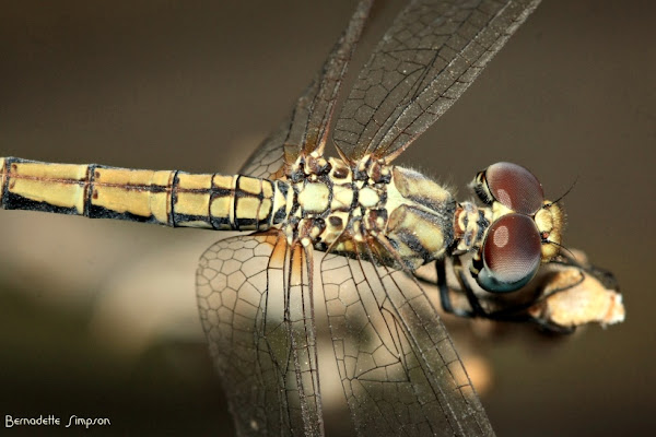 Violet dropwing (female) | Project Noah