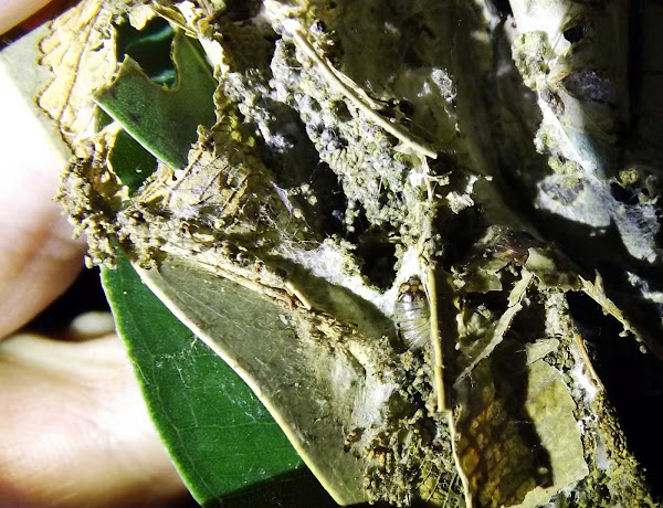 Leaf Roller Caterpillar | Project Noah