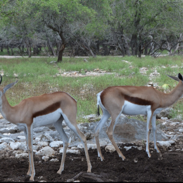 Antelope | Project Noah