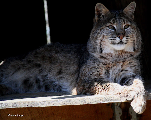 Bobcat | Project Noah