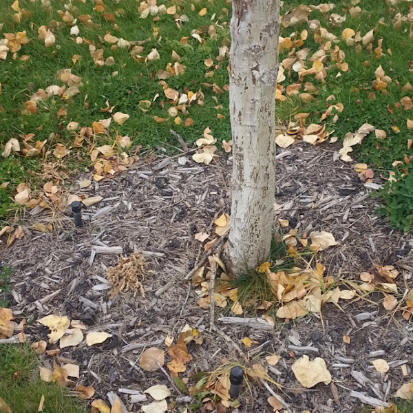 Assiniboine Poplar | Project Noah