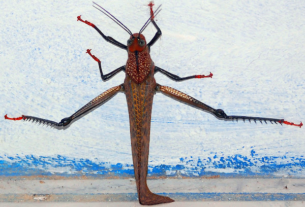 Giant Red-winged grasshopper | Project Noah