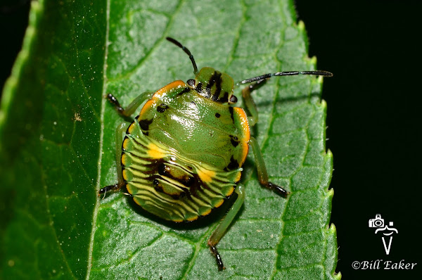 Green Stink Bug Nymph\ | Project Noah