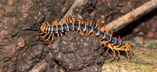 Centipede | Project Noah