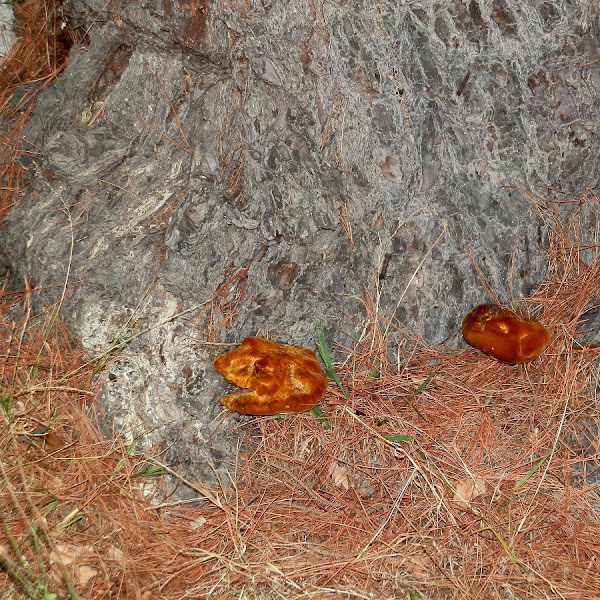 dyer's polypore | Project Noah