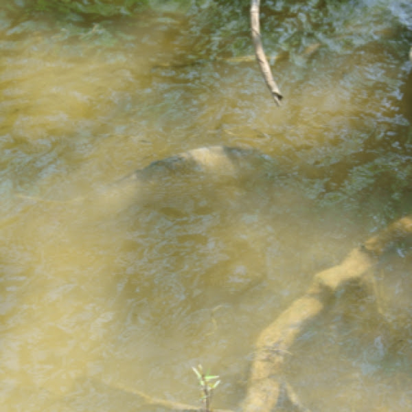 Catfish | Project Noah