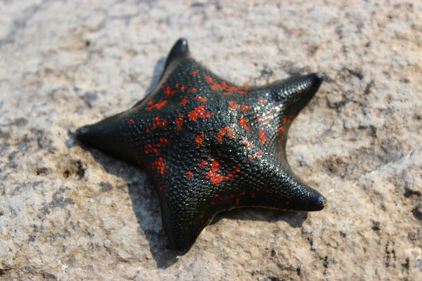 Starfish | Project Noah