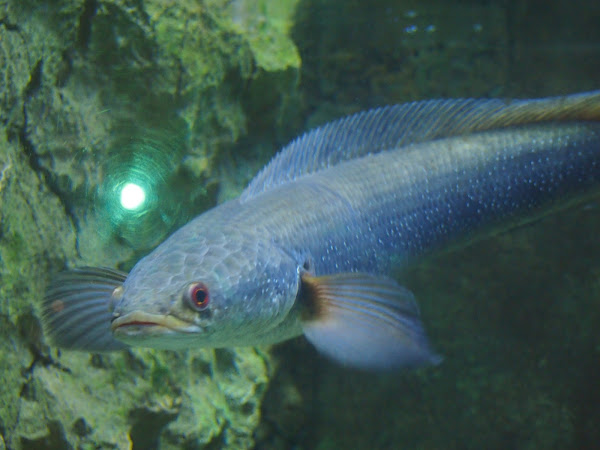 Snakehead fish | Project Noah