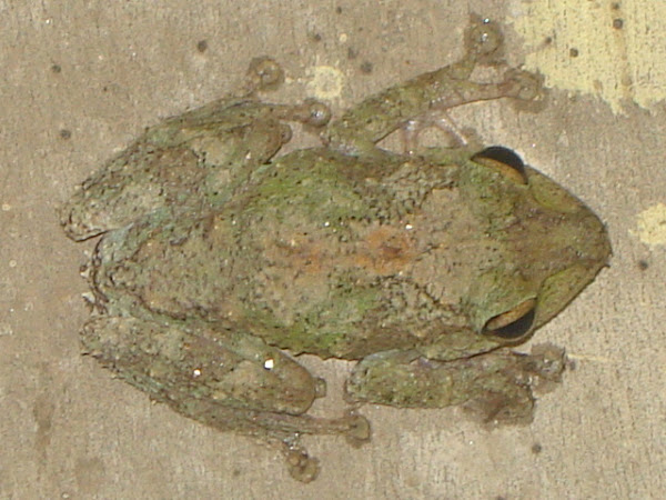 Shrub frog | Project Noah