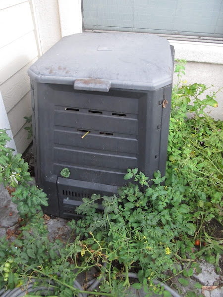 Cherry Tomato | Project Noah