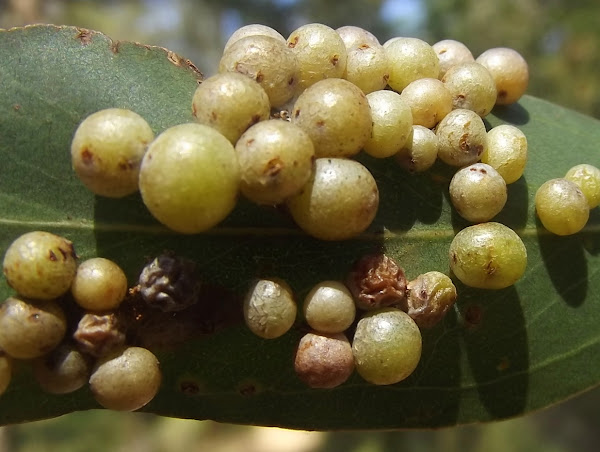 Leaf galls | Project Noah