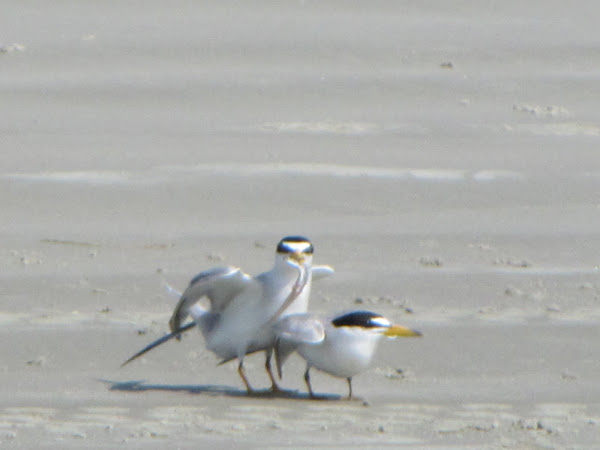 Least tern | Project Noah