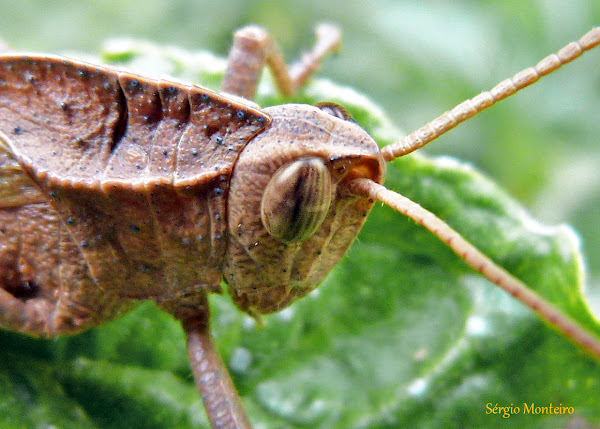 Grasshopper | Project Noah