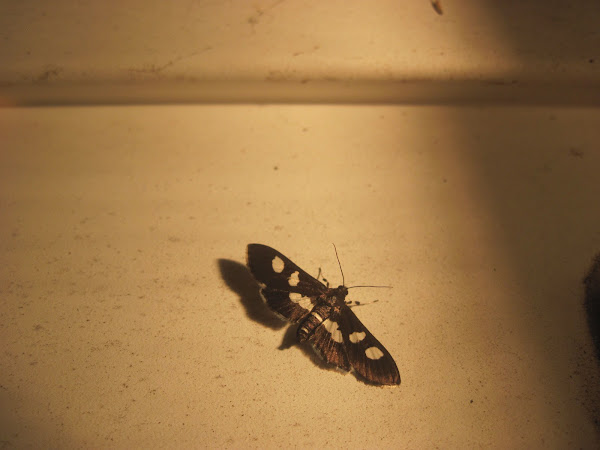 Grape Leaffolder Moth | Project Noah