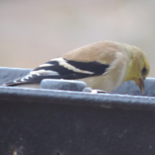 American Goldfinch | Project Noah