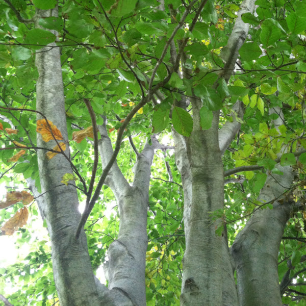 Copper Beech | Project Noah