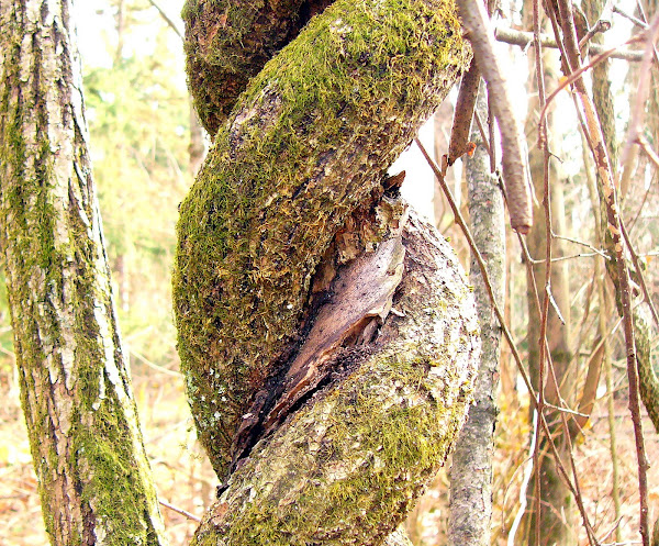 Unknown tree | Project Noah