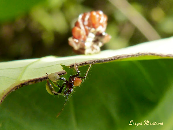 Assassin bug eggs hatching | Project Noah