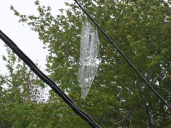 Dewy Spider Web | Project Noah